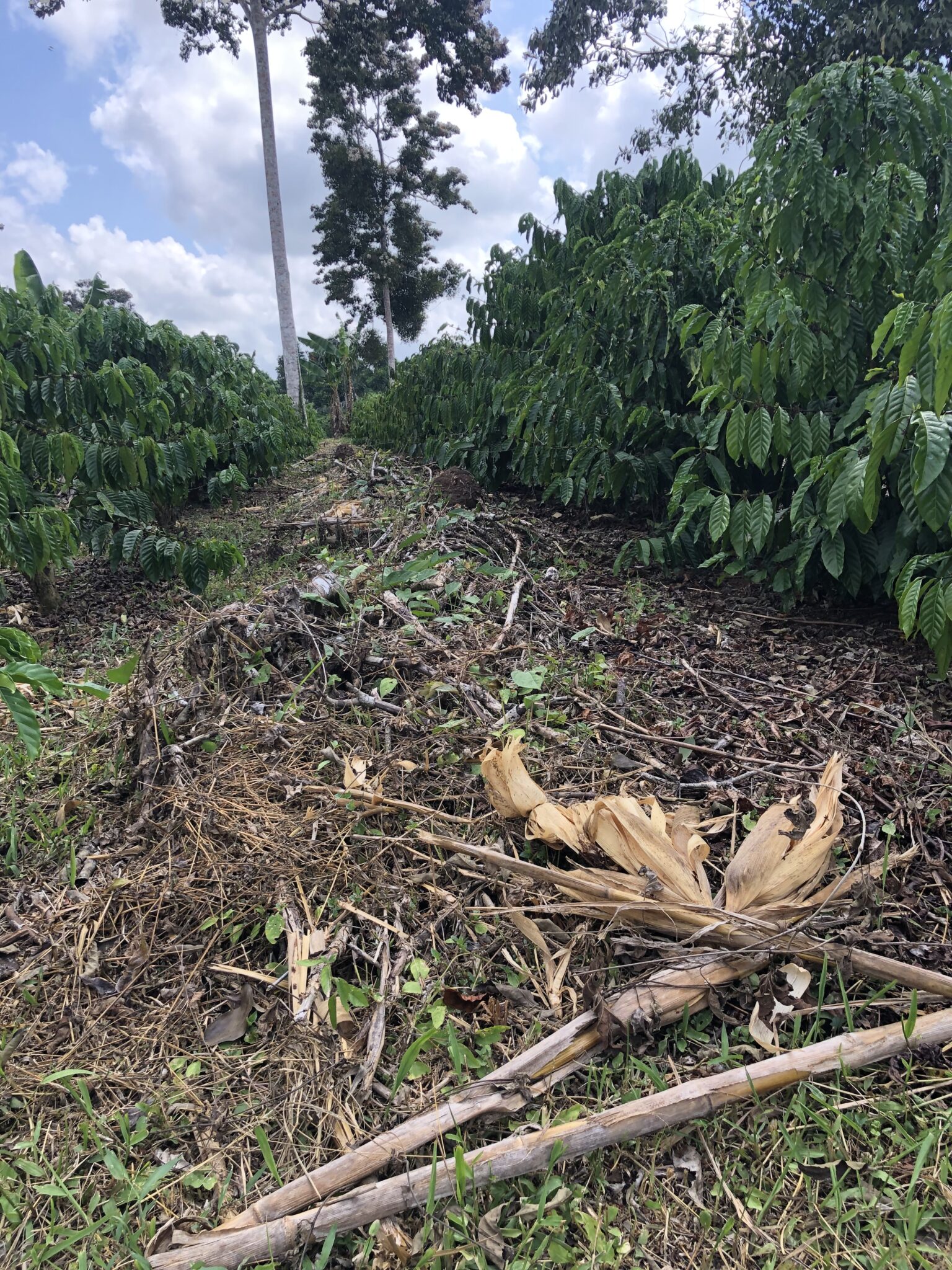 Designing the Most Regenerative Coffee Production System in the World